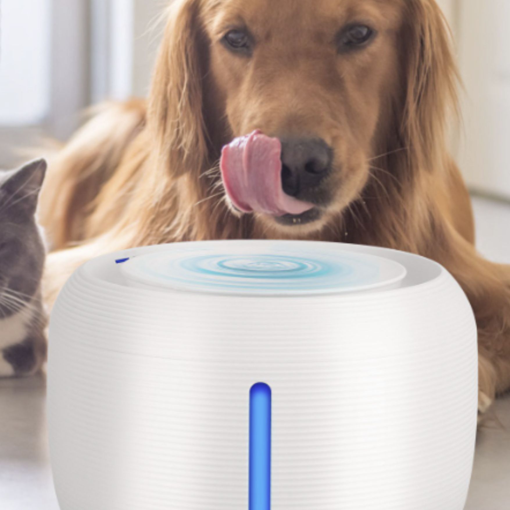 Pet Fountain Automatic Water, 85oz/2.5L Cat and Dog Fountain for ...