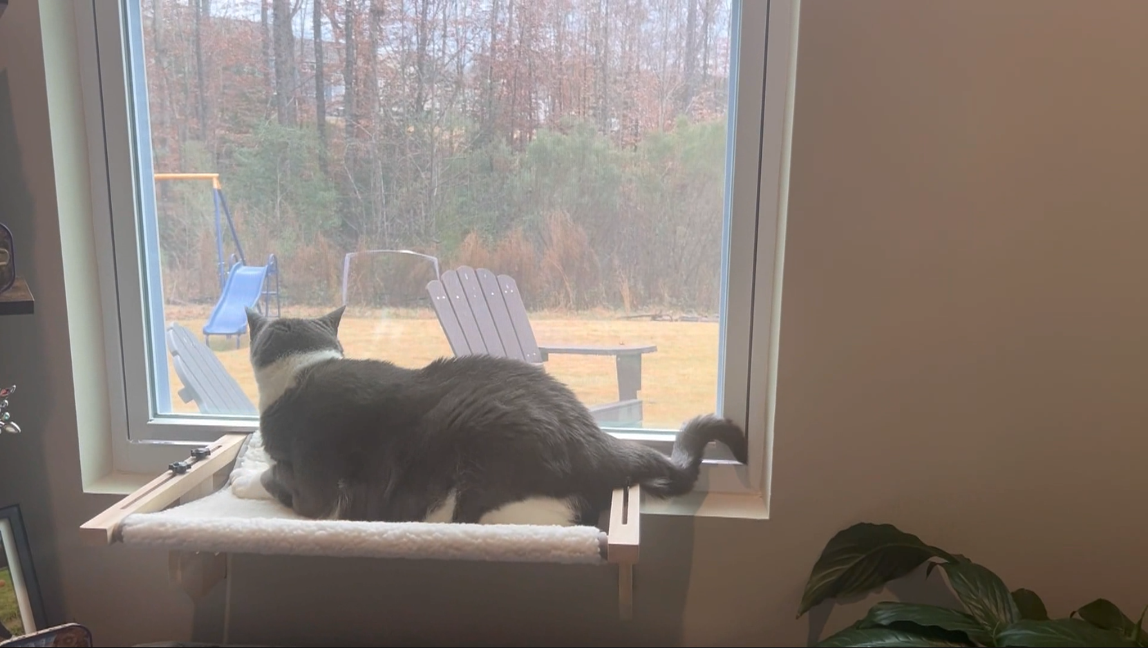Liraviva, Cat Window Perch, 15"x22", Breathable Canvas Bed - Walmart.com