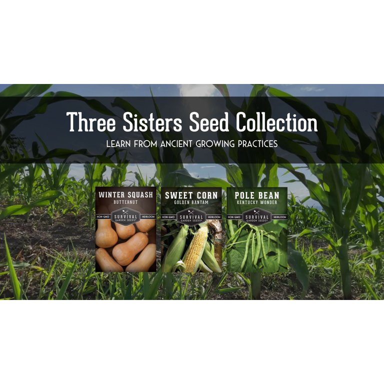 Three Sisters Collection Sweetcorn Butternut Winter Squash Pole