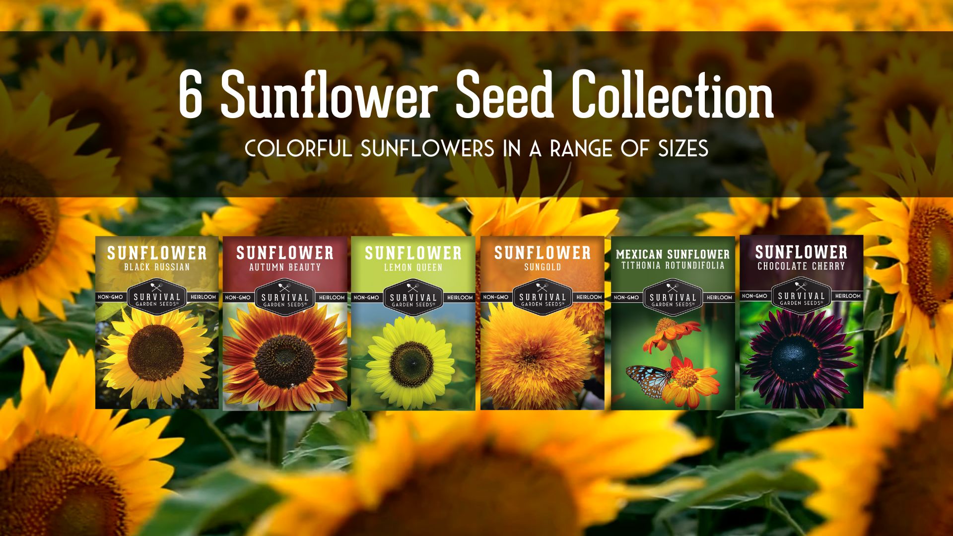6 Sunflowers with Black Russian, Chocolate Cherry, Sungold, Lemon ...