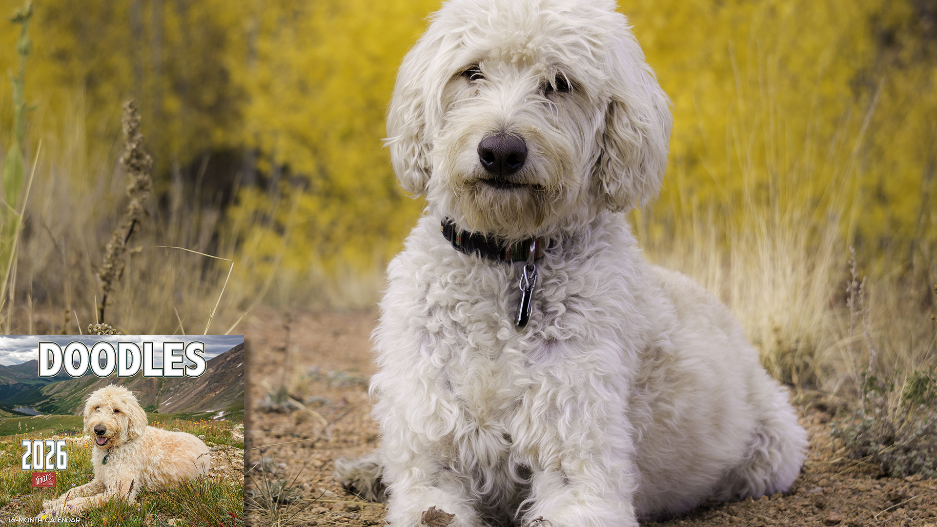 2026 Doodles Wall Calendar 16-Month X-Large Size 14x22, Goldendoodle ...