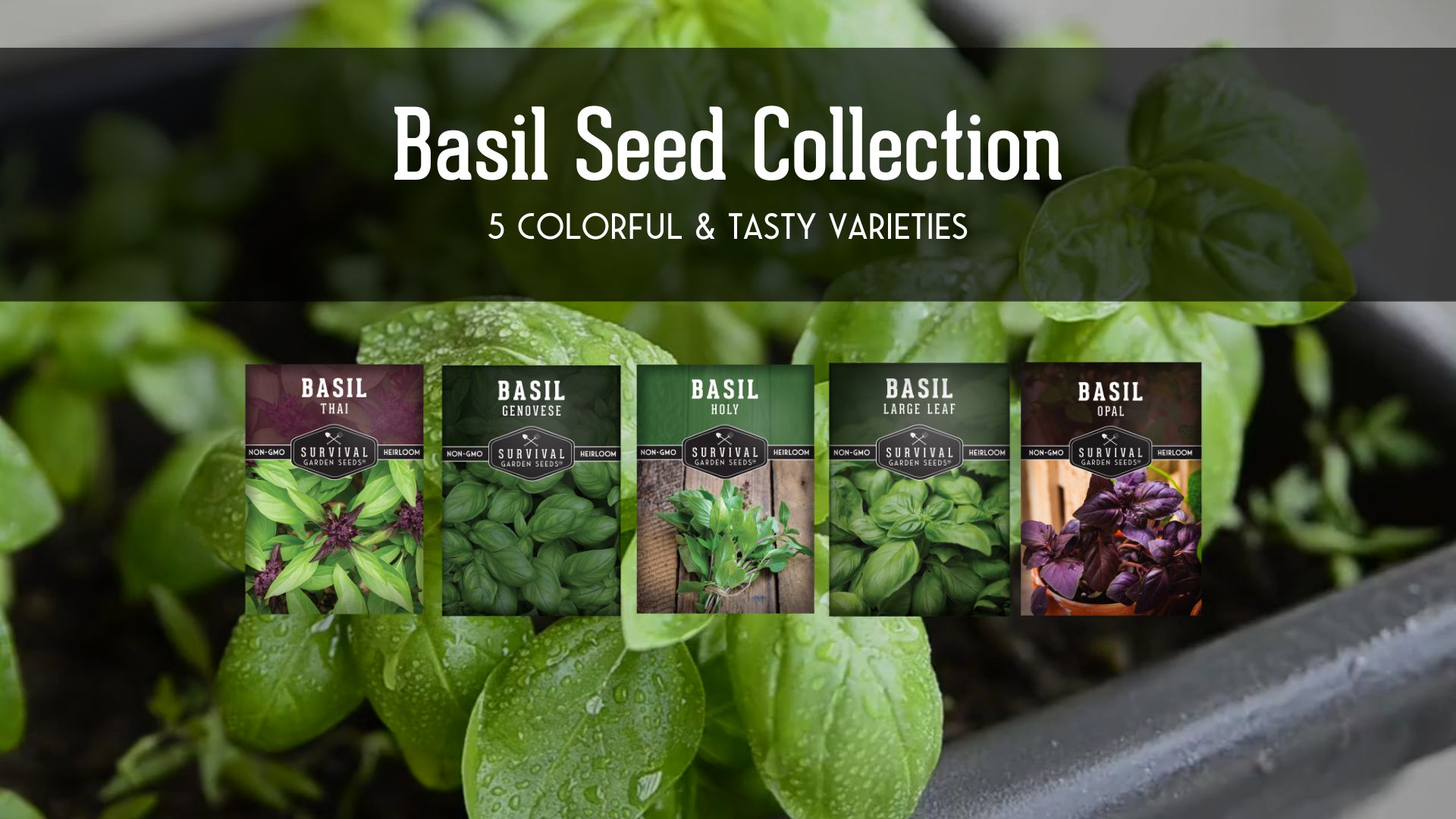 Basil Collection Seed Vault for Planting - 5 Full Sun Annual Herbs ...