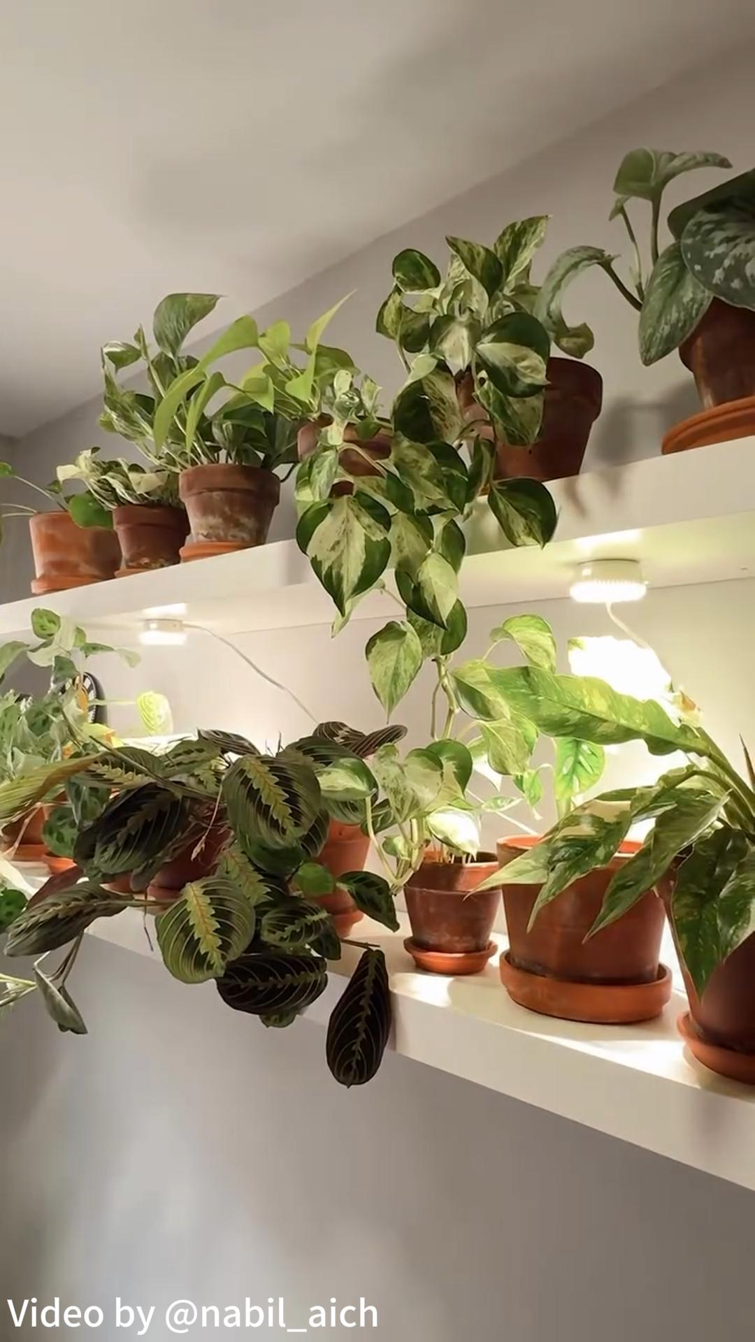 SANSI 10W LED Grow Light, Full Spectrum Indoor Plant Growing Lights ...