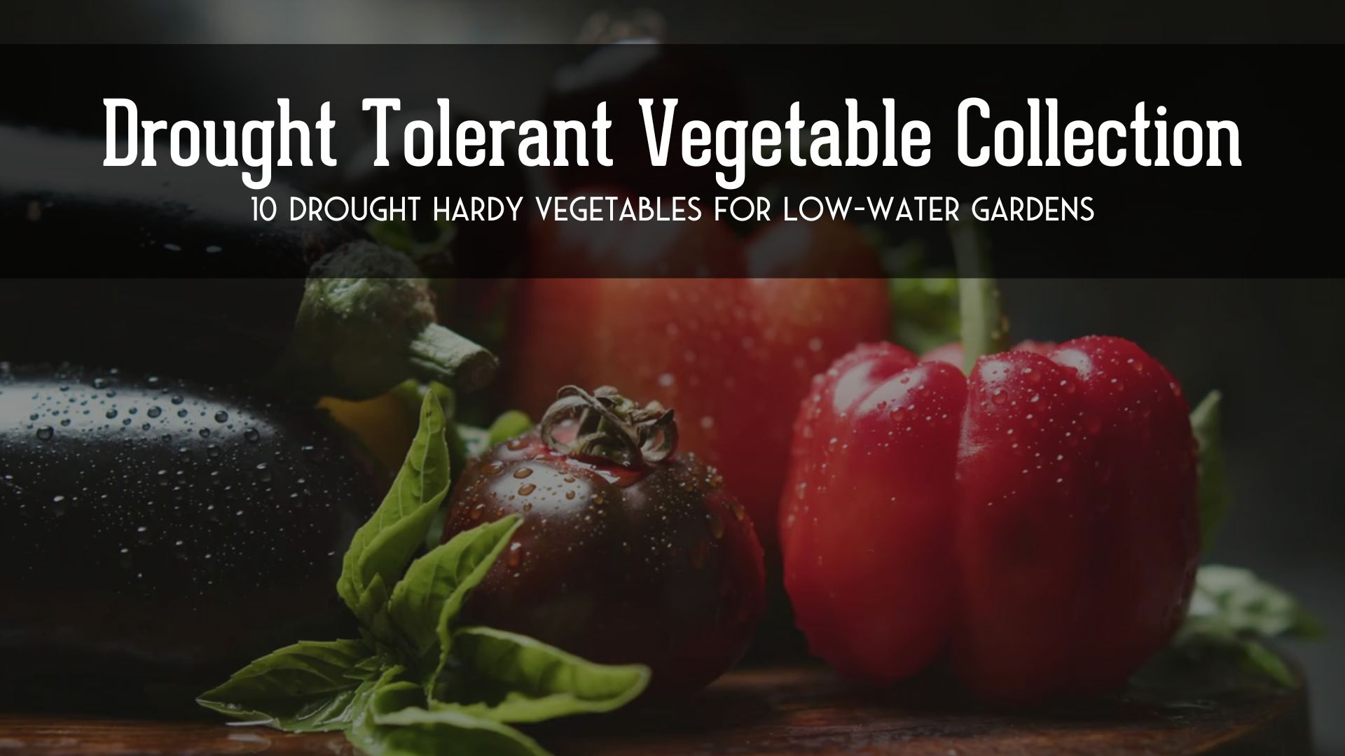 10 packs Drought Tolerant Vegetable Seed Collection - Full Sun Annual ...