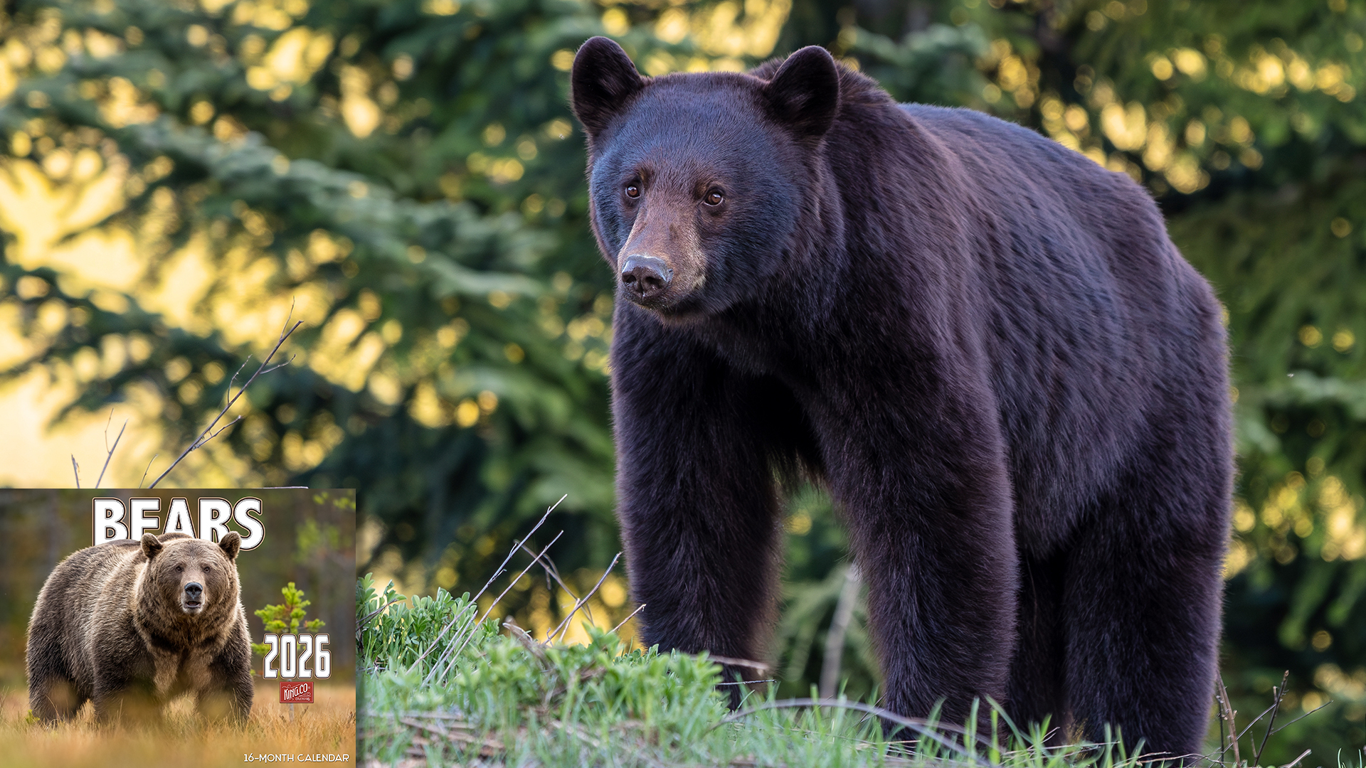 2026 Bears Wall Calendar 16-Month X-Large Size 14x22, Grizzly, Brown ...