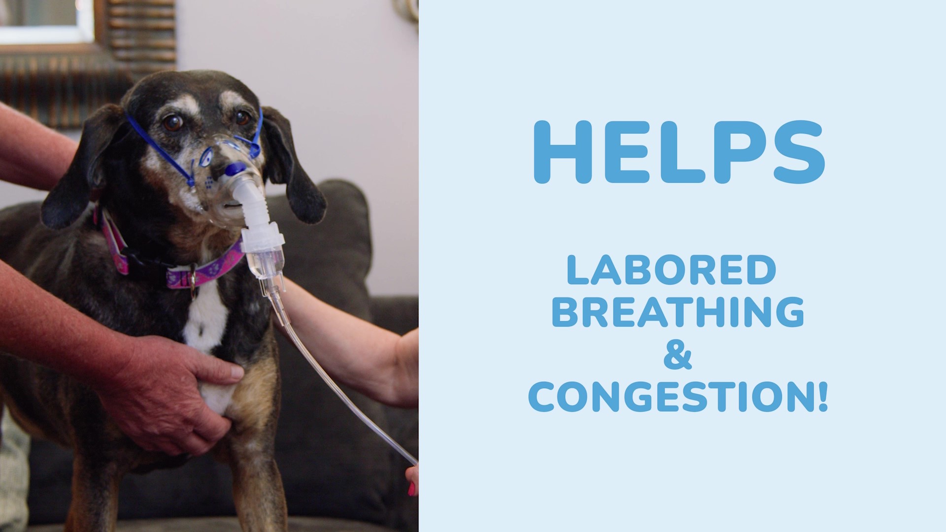 PetSilver Respiratory Solution for Cats and Dogs, Chelated Silver, 16 ...