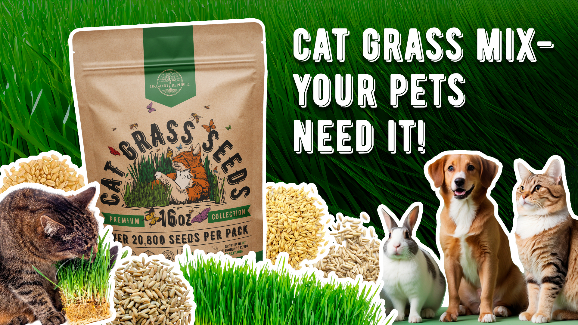 Cat Grass Seeds Mix - 5,200 Non-GMO Heirloom Seeds for Cats & Pets, 4 ...
