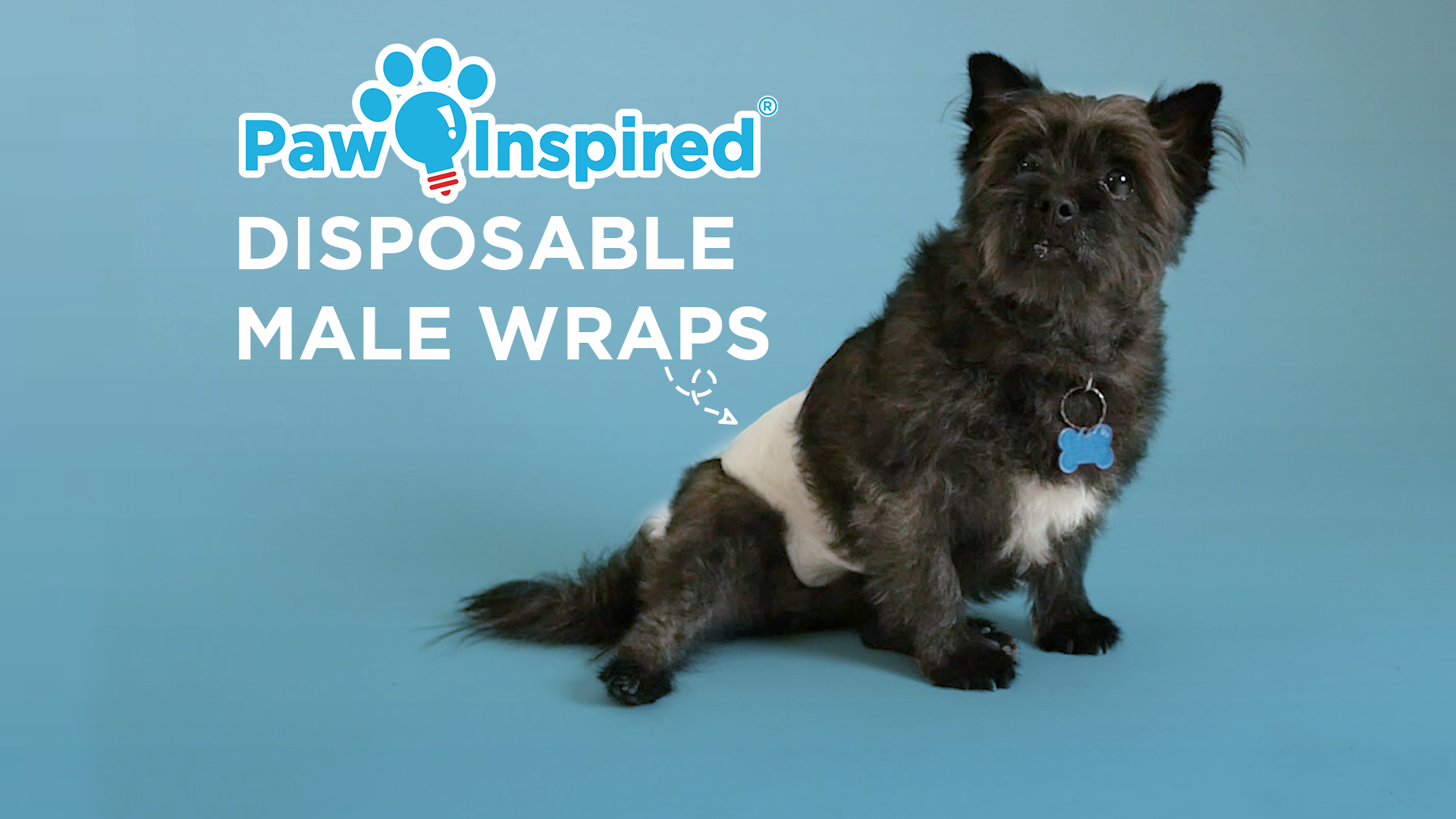 Paw Inspired Male Dog Wraps | Large, Medium, XS Sizes | Disposable ...